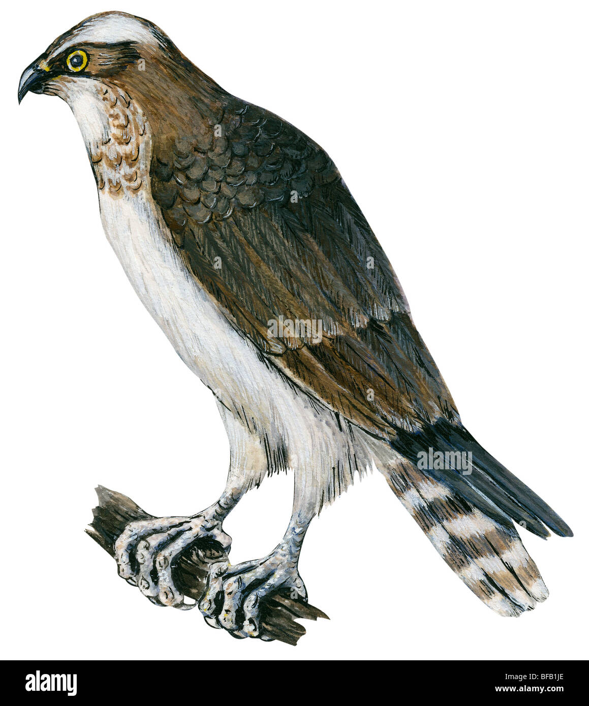 Painting falcon Cut Out Stock Images & Pictures - Alamy