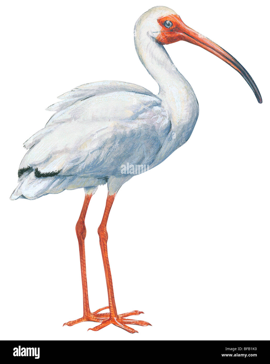Ibis illustration hi-res stock photography and images - Alamy