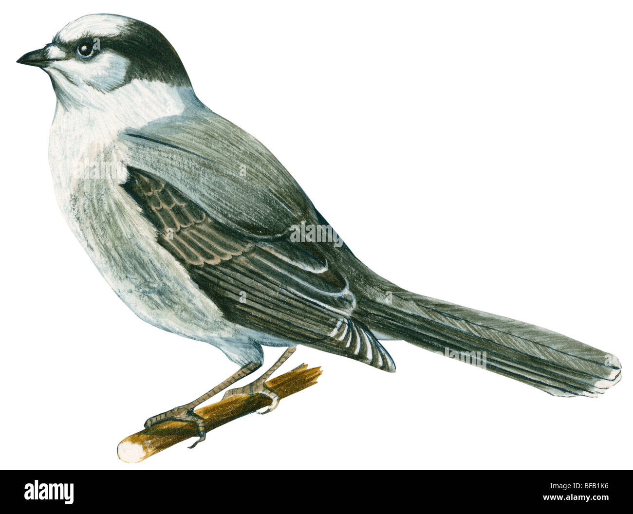 Jay bird illustration hi-res stock photography and images - Alamy