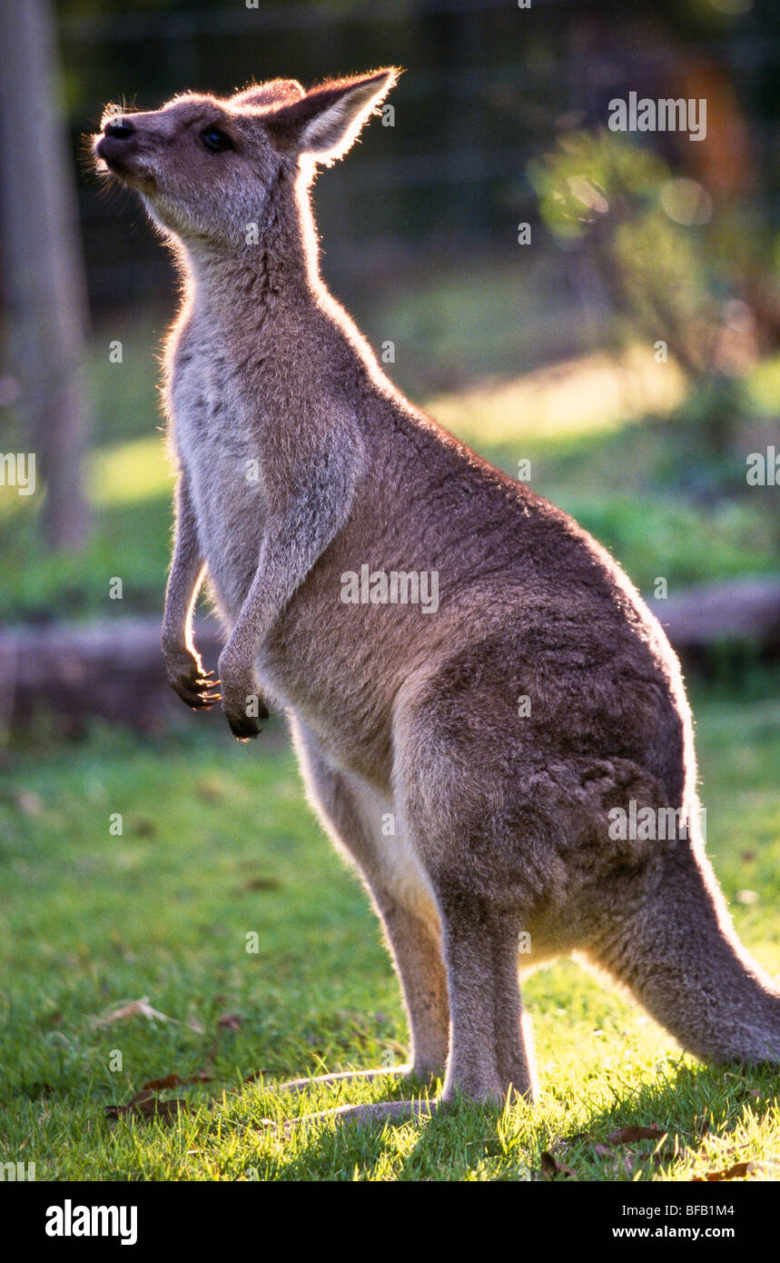 Eastern Grey kangaroo, Australia Stock Photo - Alamy