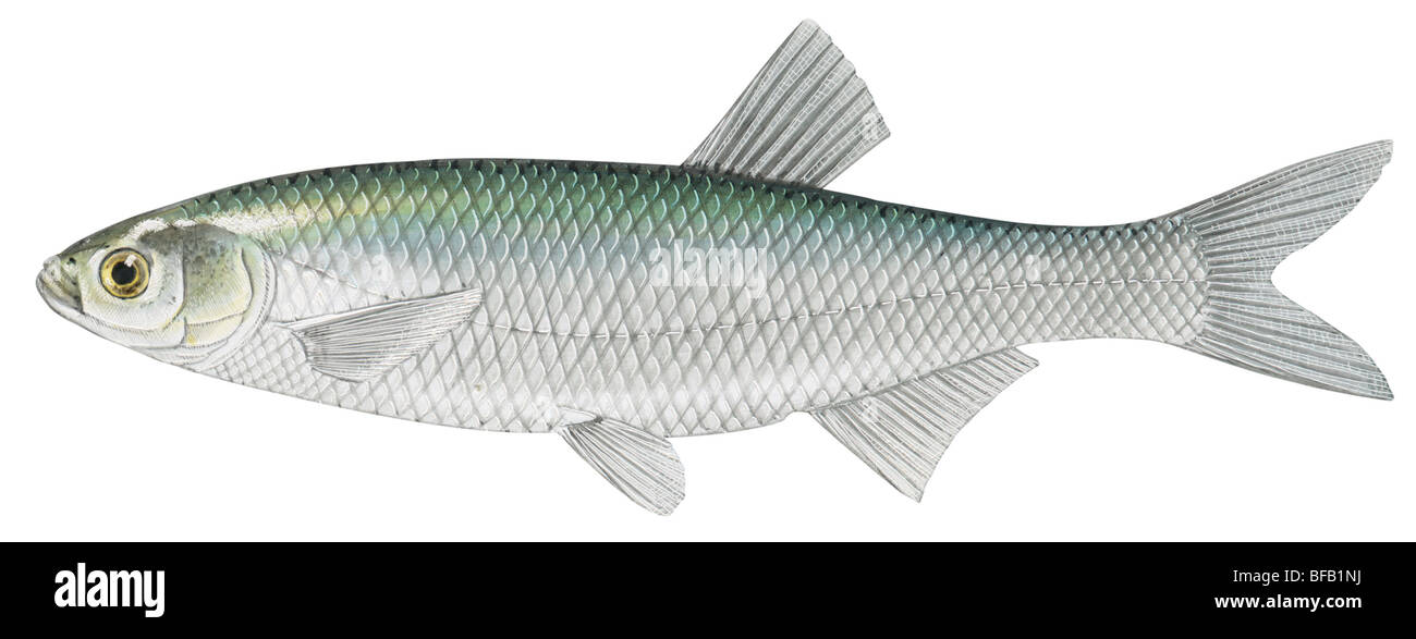 Bleak art hi-res stock photography and images - Alamy