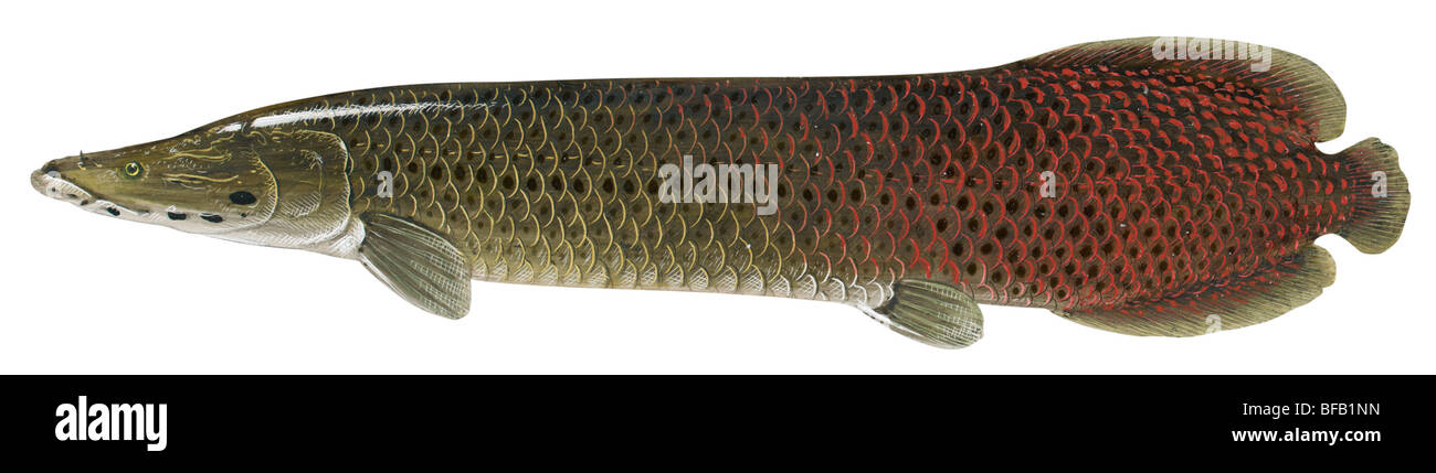 Arapaima tongue hi-res stock photography and images - Alamy