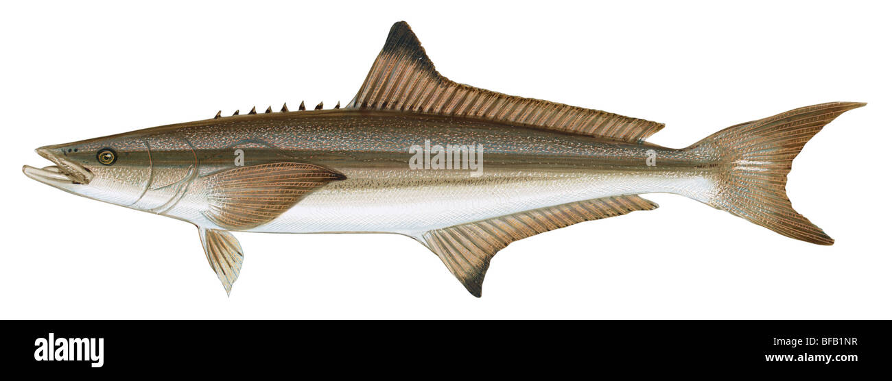 Cobia Cut Out Stock Images & Pictures - Alamy