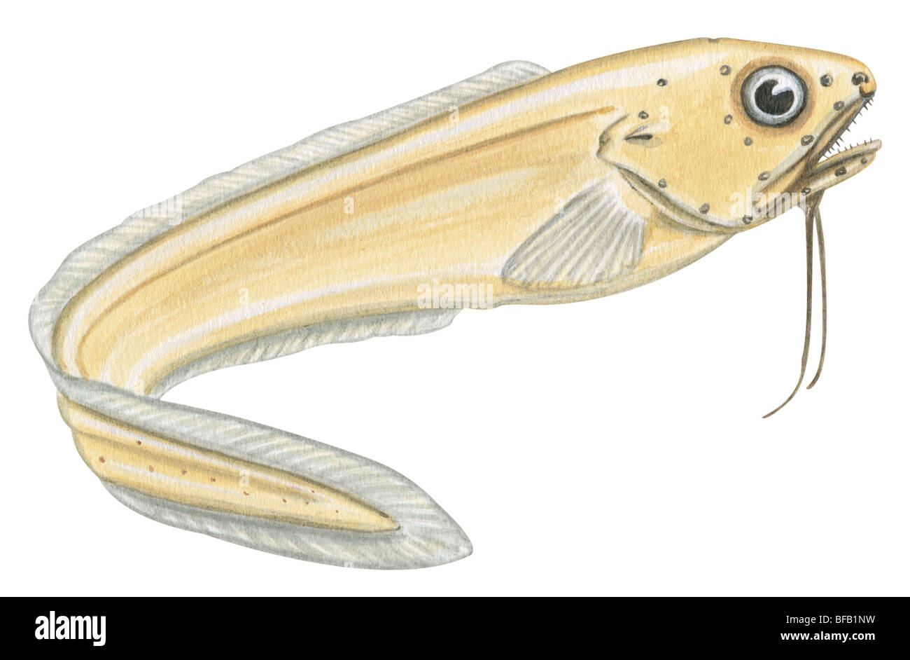 Ghost cusk eel Stock Photo - Alamy