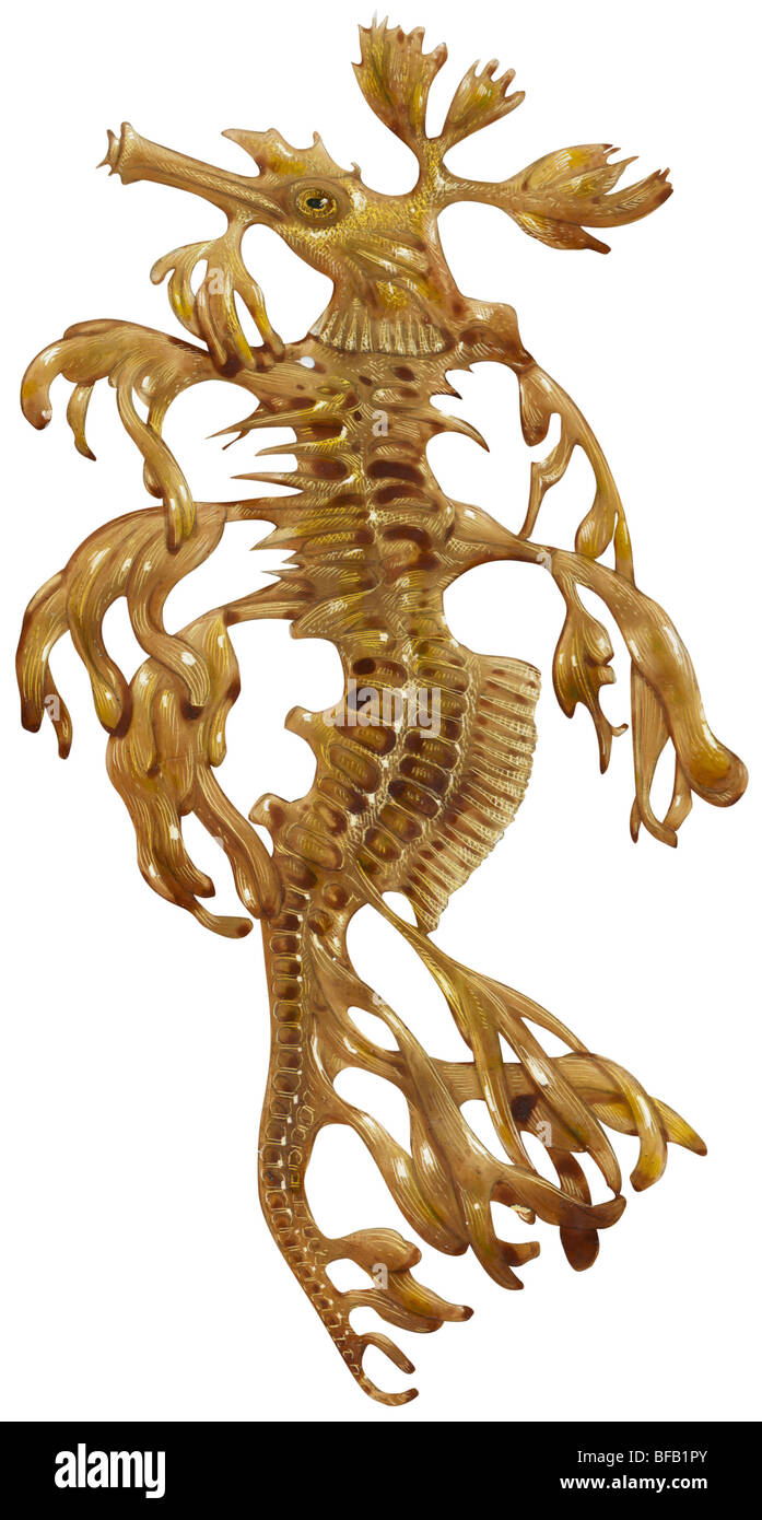 Leafy Sea Dragon Clipart Public
