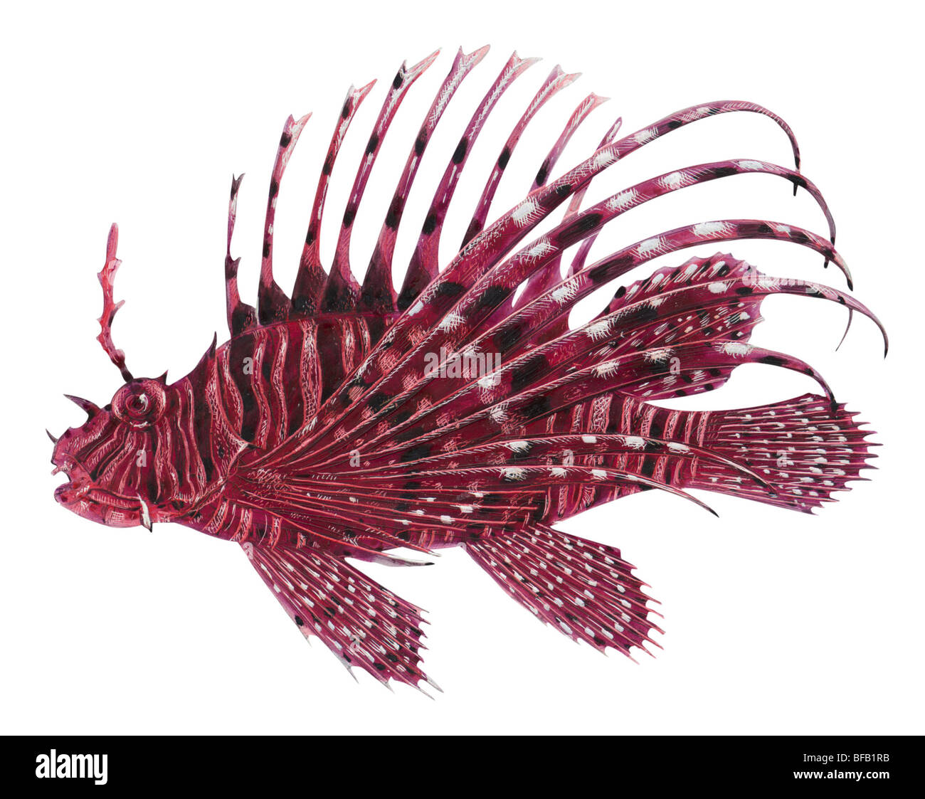 Indian ocean coral reef Cut Out Stock Images & Pictures - Alamy
