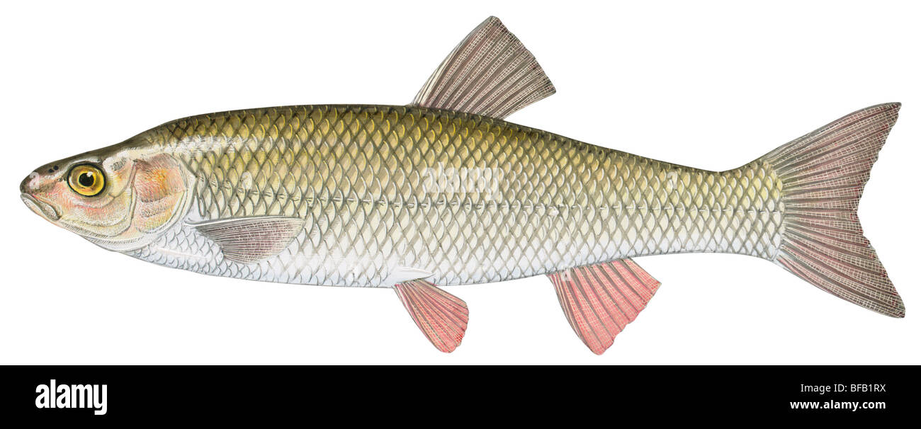 Chub fish painting hi-res stock photography and images - Alamy