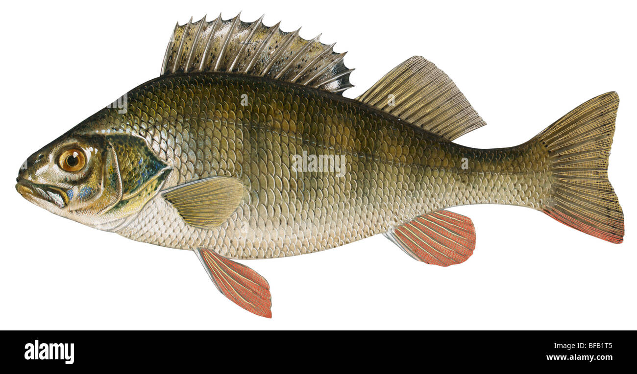 Perch fish illustrations hi-res stock photography and images - Alamy