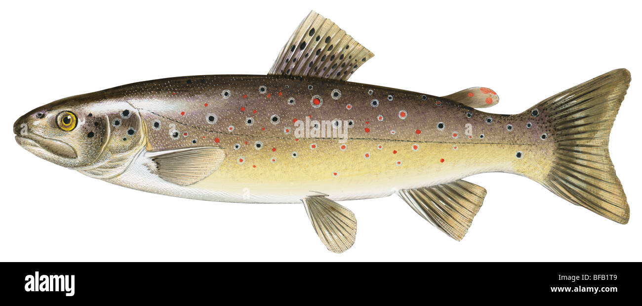 German brown trout hi-res stock photography and images - Alamy