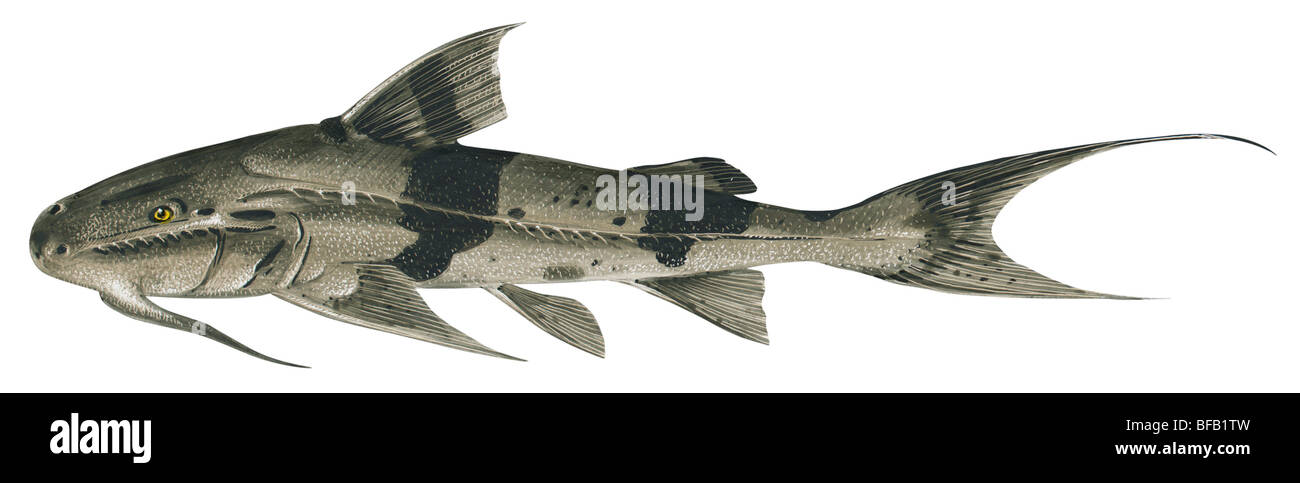 Ray b Cut Out Stock Images & Pictures - Alamy