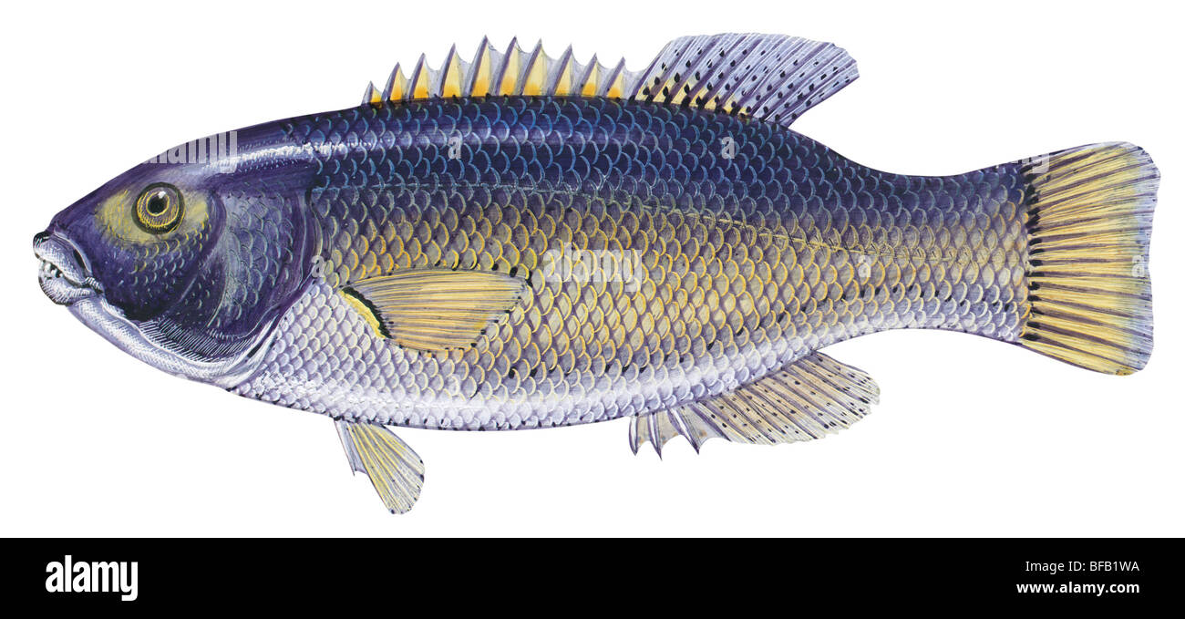 Pigfish hi-res stock photography and images - Alamy