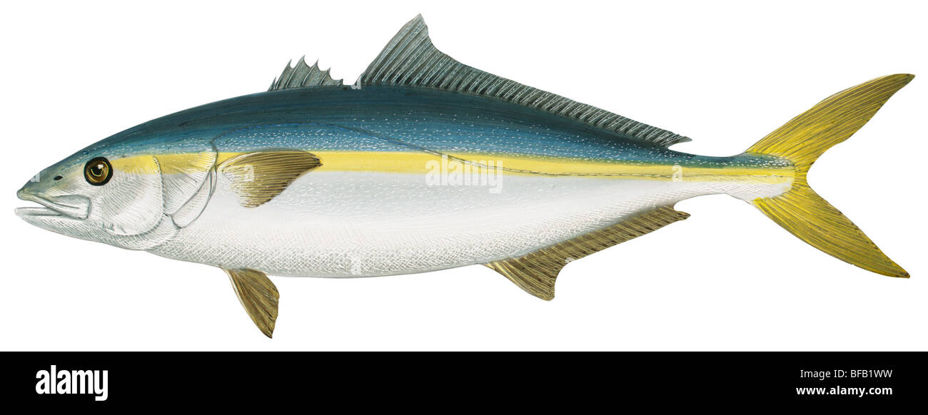 Yellowtail fish illustration hi-res stock photography and images - Alamy