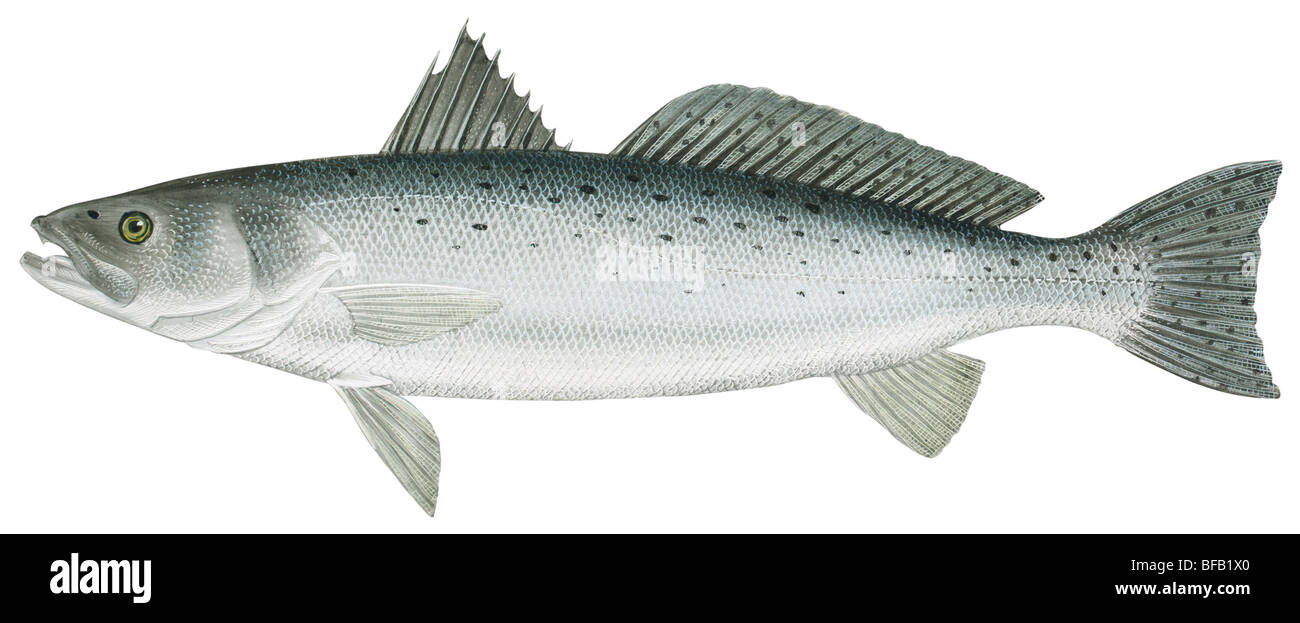 Weakfish hi-res stock photography and images - Alamy