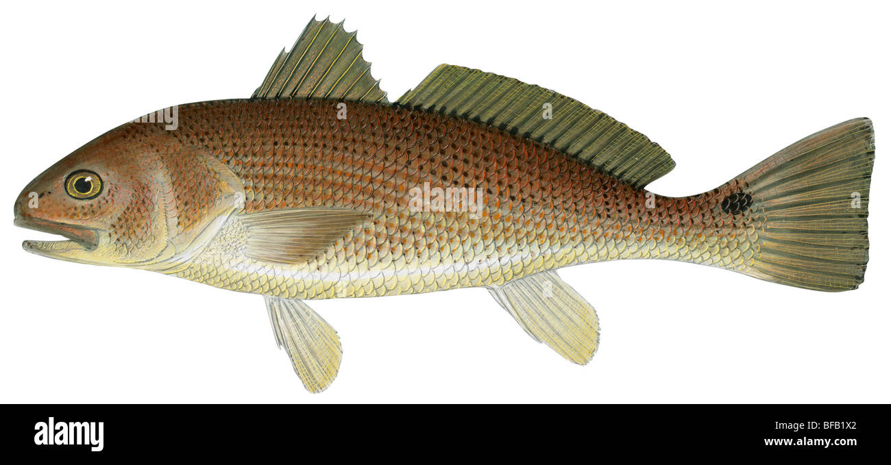 Red croaker hi-res stock photography and images - Alamy