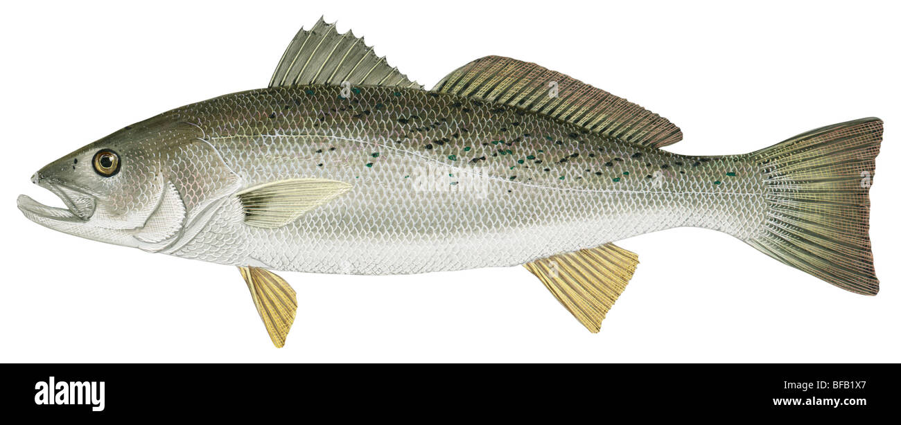 Weakfish hi-res stock photography and images - Alamy