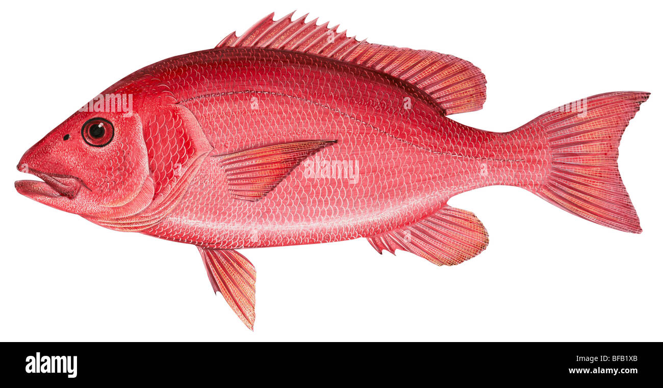 Northern red snapper hi-res stock photography and images - Alamy