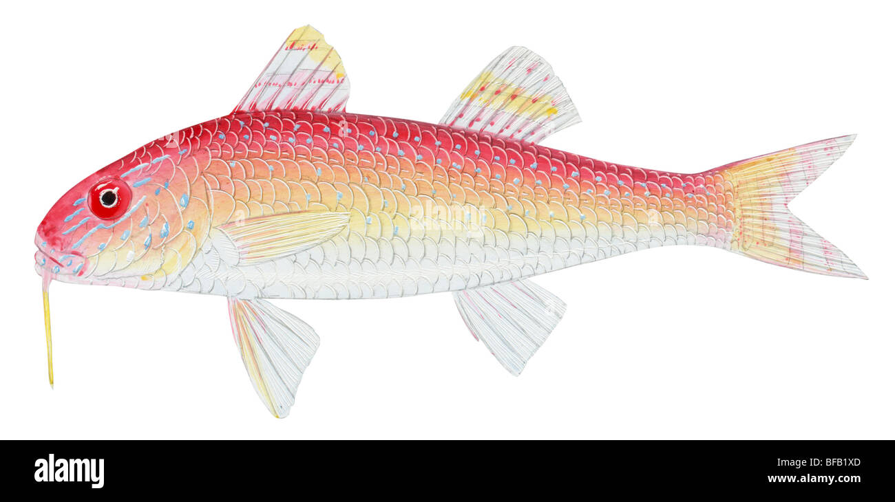 Spotted goatfish hi-res stock photography and images - Alamy