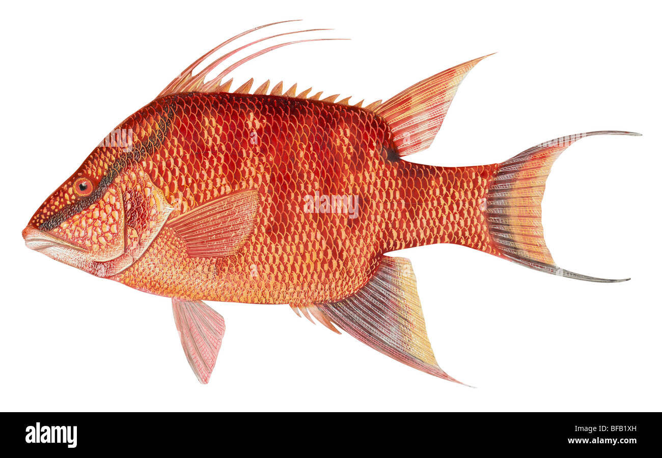 Labridae fish Cut Out Stock Images & Pictures - Alamy