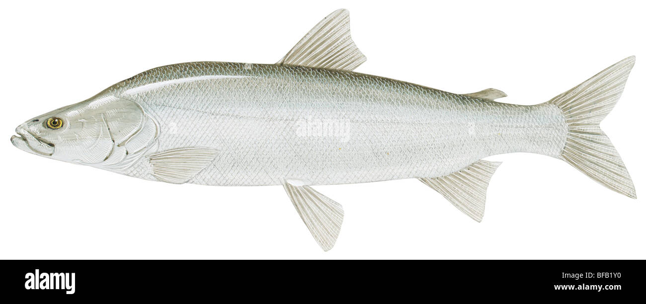 Freshwater whitefish fish hi-res stock photography and images - Alamy