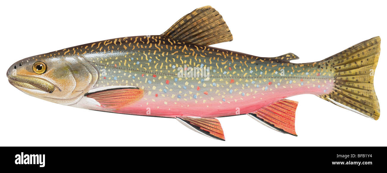 American brook trout hi-res stock photography and images - Alamy