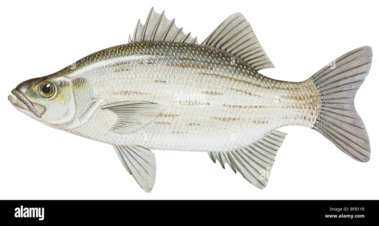 Bass illustration hi-res stock photography and images - Alamy