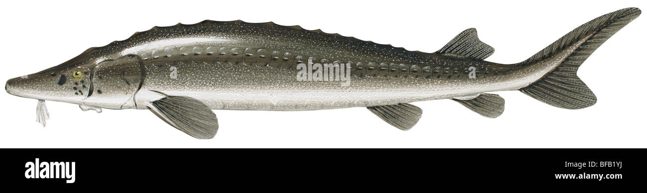 Acipenseriformes acipenseridae hi-res stock photography and images - Alamy