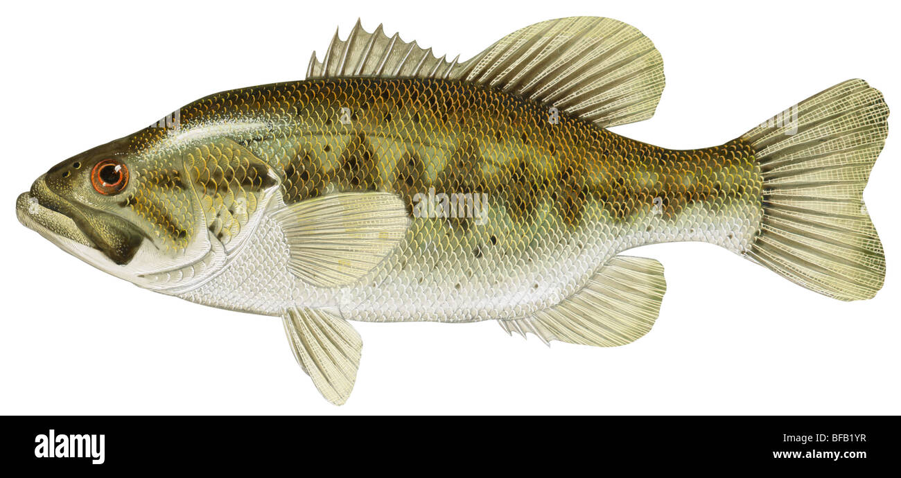 Largemouth black bass Stock Photo - Alamy