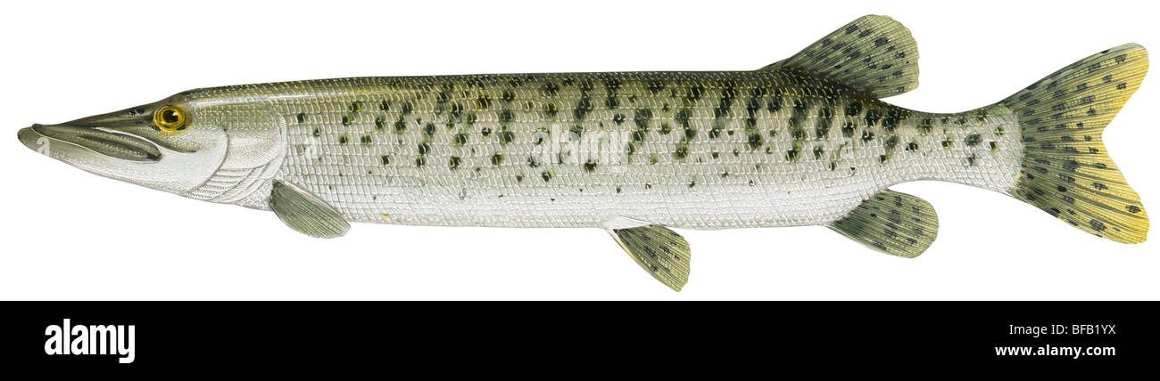 Muskellunge hi-res stock photography and images - Alamy