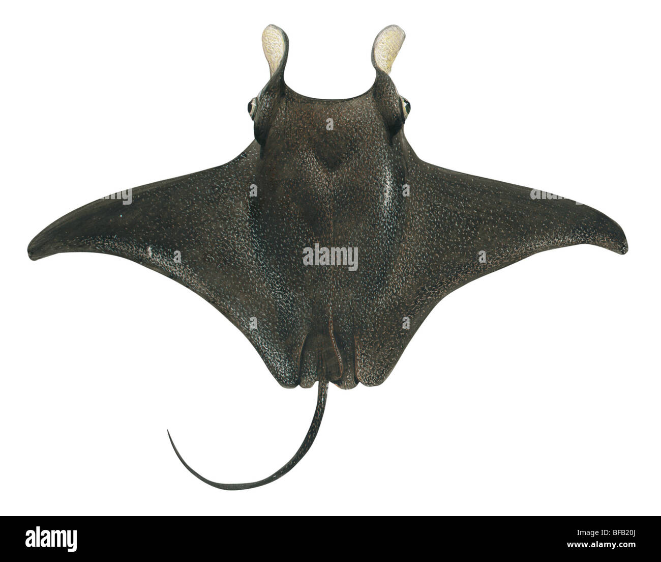 Illustration manta ray fish hi-res stock photography and images - Alamy