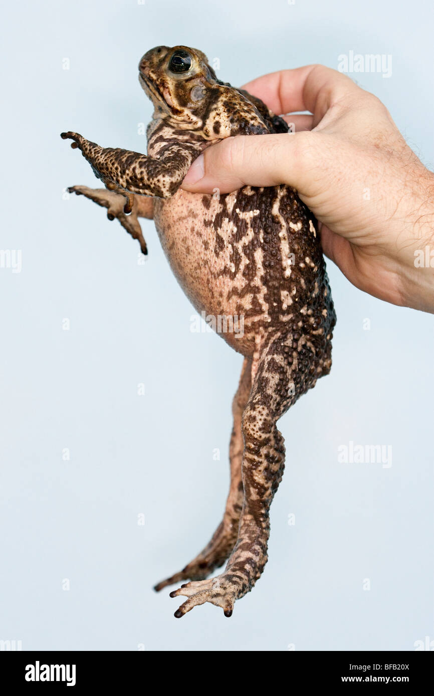 Hand holding giant bufo marinus toad Stock Photo - Alamy