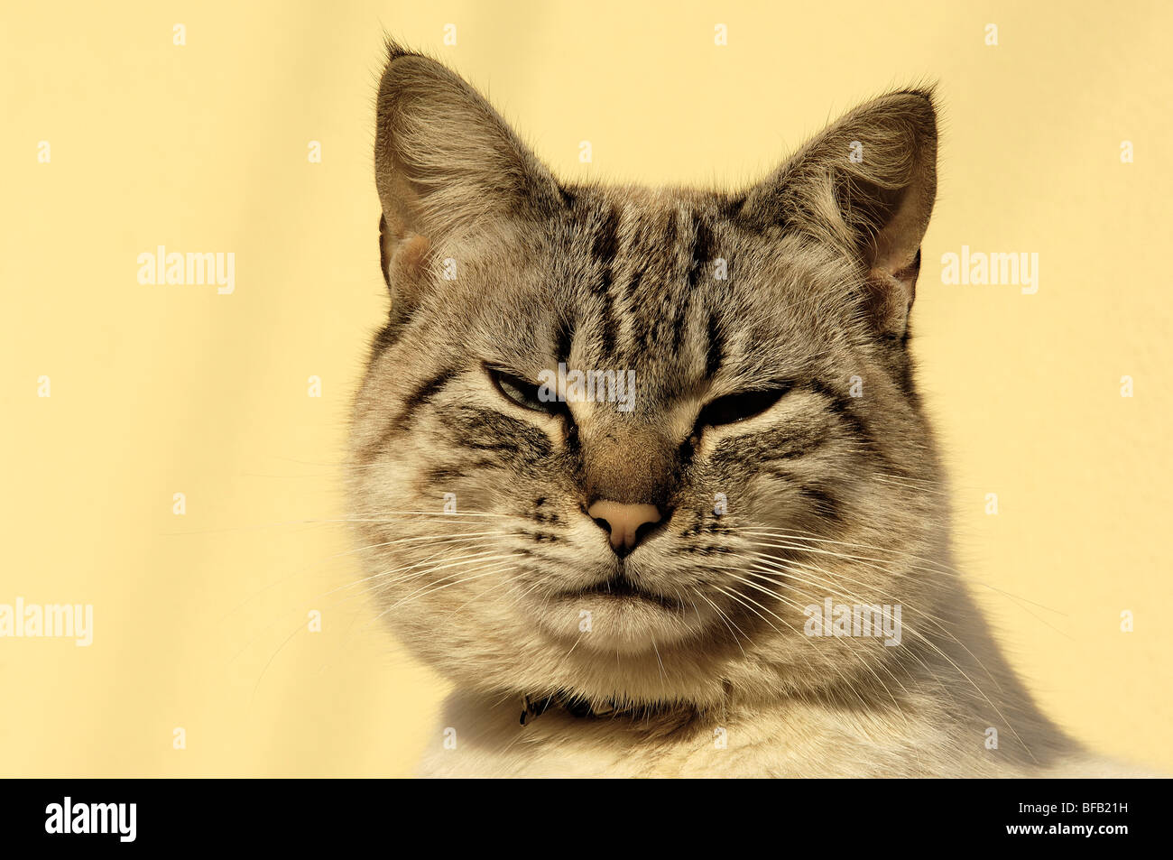 portrait of a Cat Stock Photo - Alamy