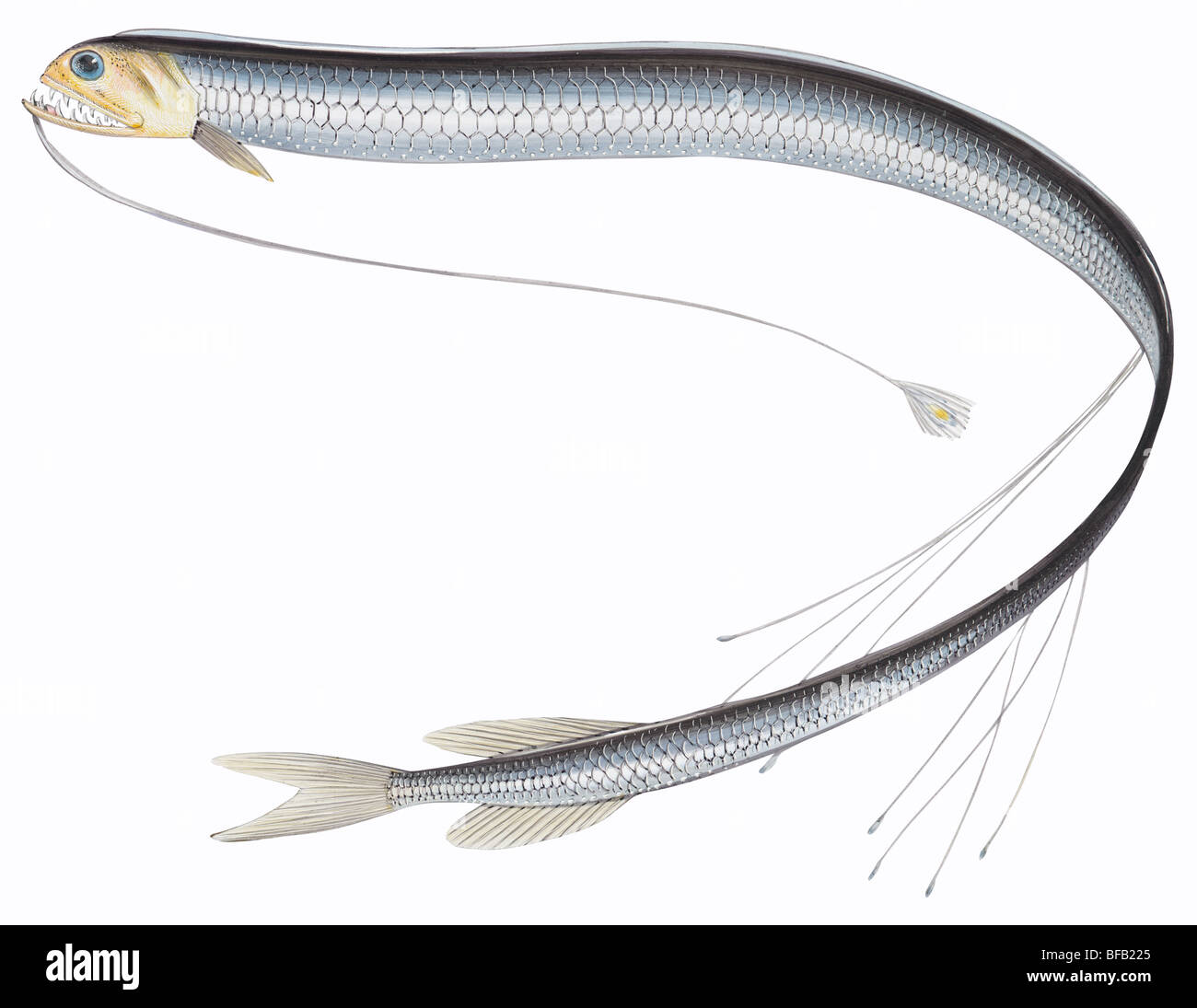 Deep sea illustration hi-res stock photography and images - Alamy