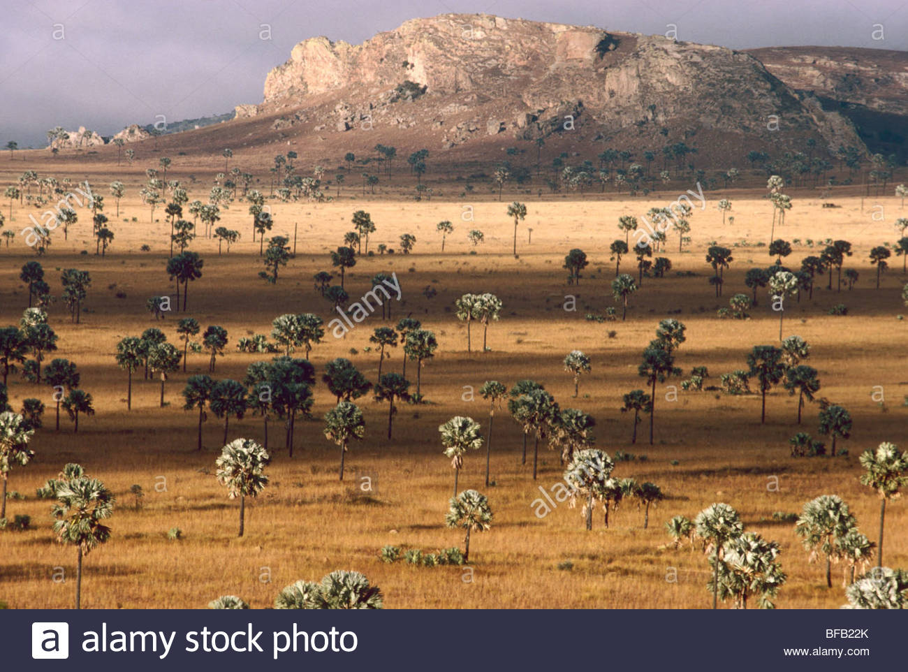 Palm Savanna Stock Photos & Palm Savanna Stock Images - Alamy
