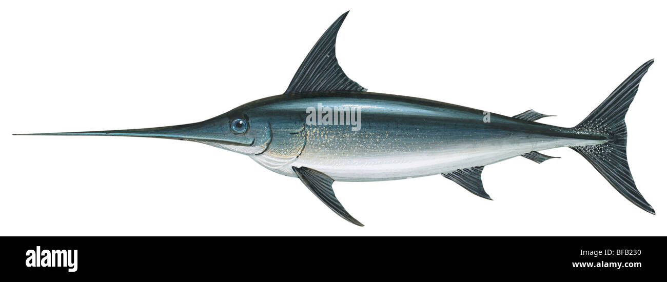 X ray of xiphias gladius hi-res stock photography and images - Alamy