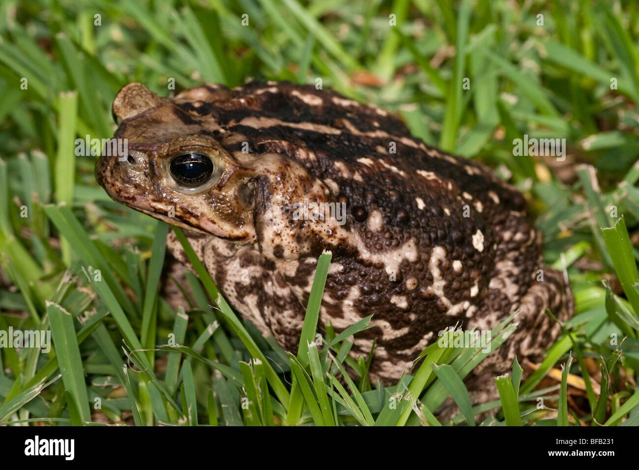 Marimun hi-res stock photography and images - Alamy