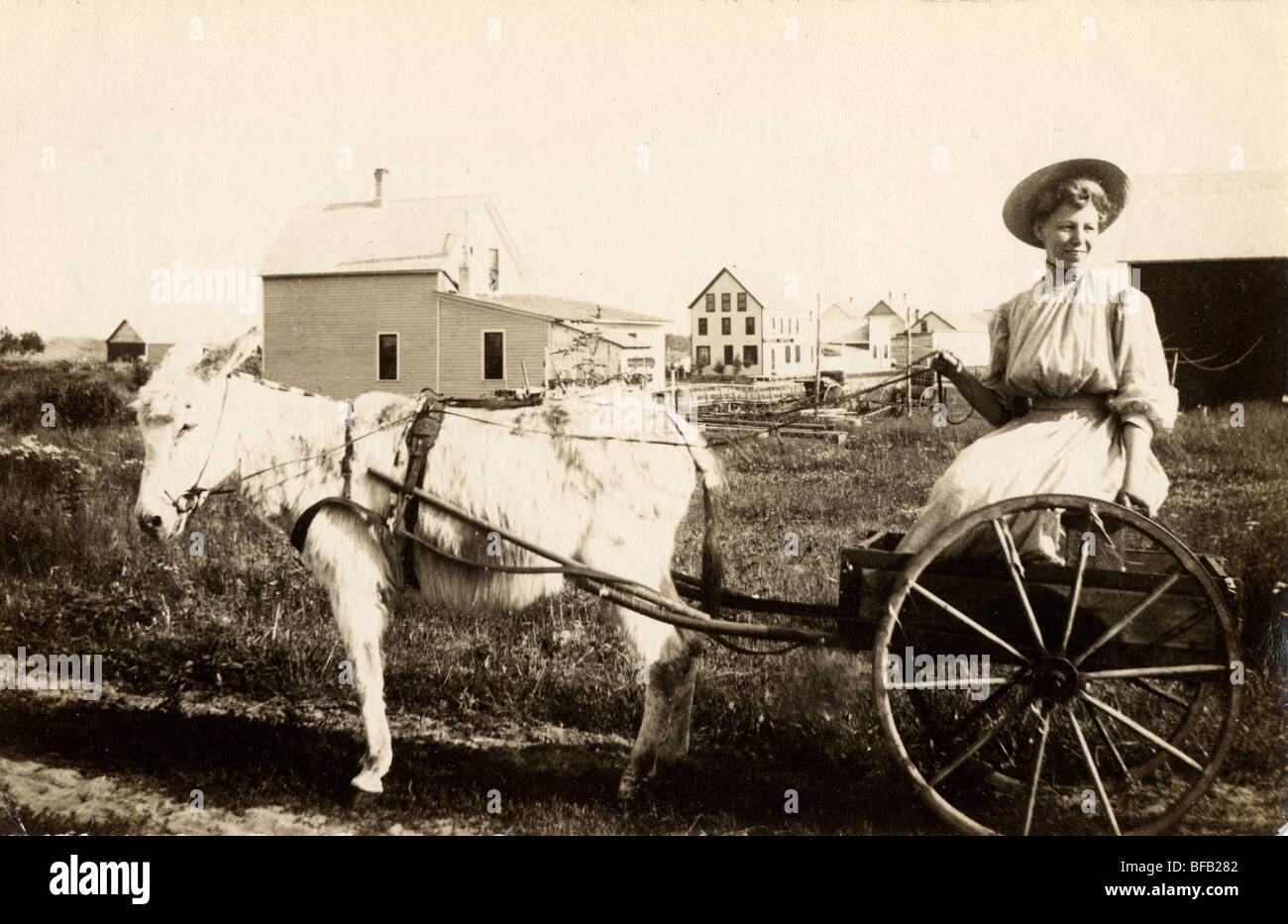 Young Woman Driving Mule Drawn Sulky Cart Stock Photo - Alamy