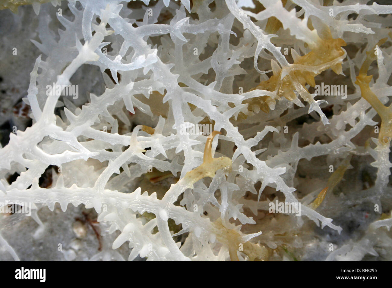 Seaweed Eucheuma spinosum On Jambiani Beach, Zanzibar Stock Photo - Alamy