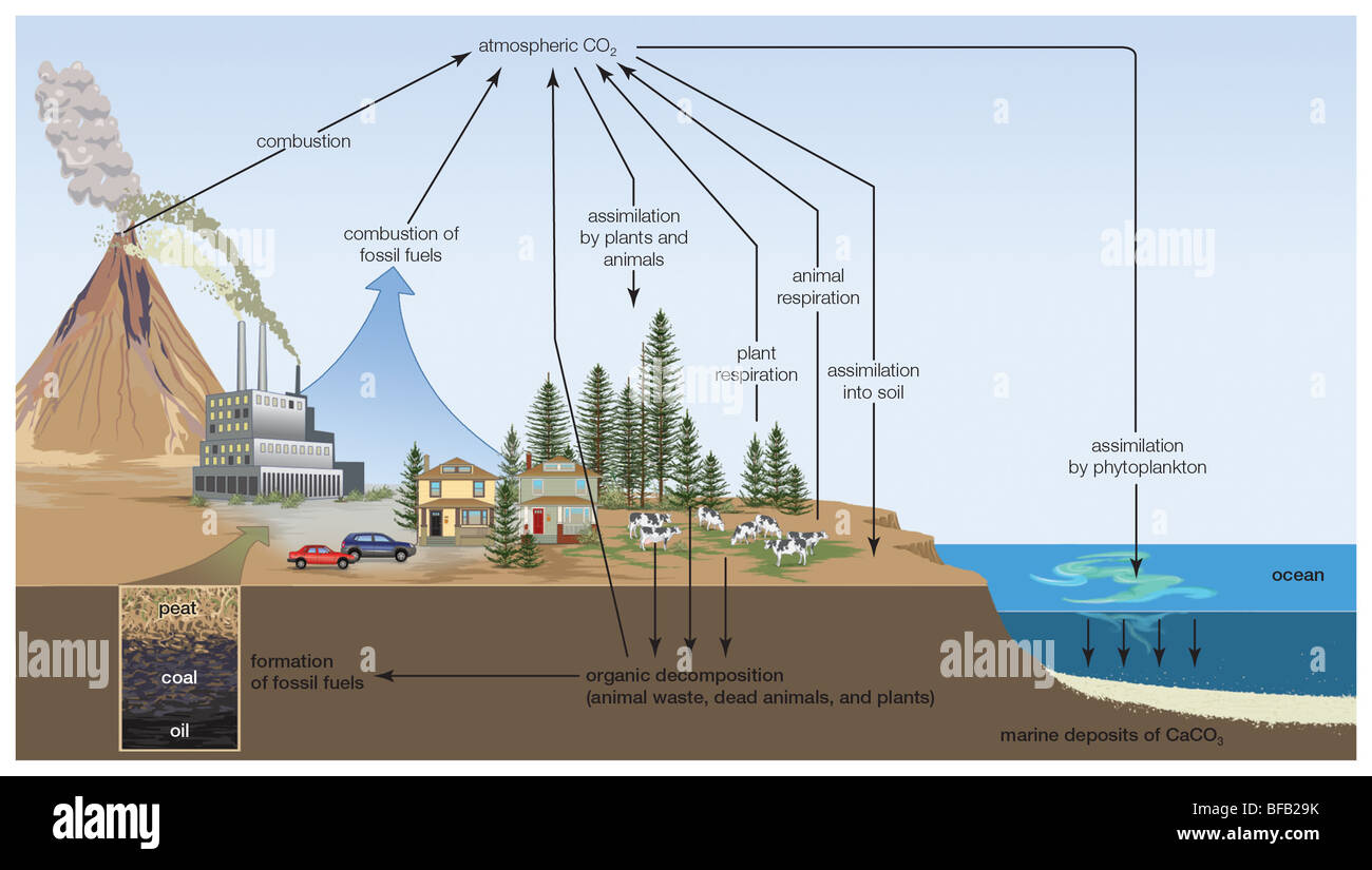 Simple Sulfur Cycle Diagram