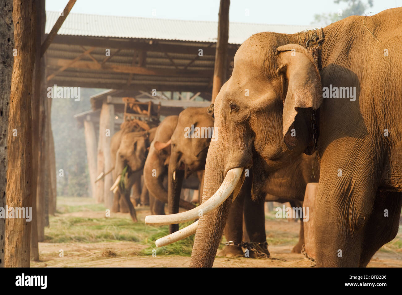 Elephants farm Chitwan National Park, Nepal Stock Photo - Alamy