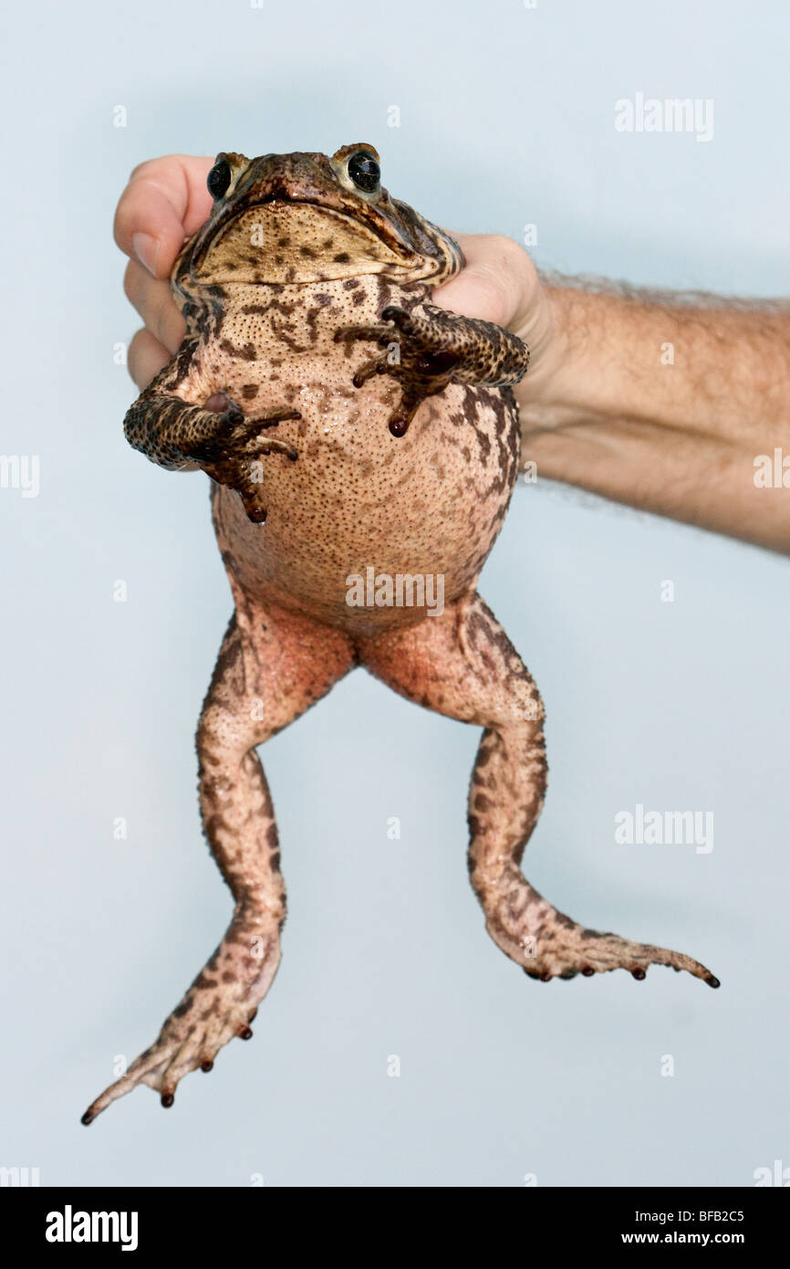 Hand holding a giant bufo marinus toad Stock Photo - Alamy