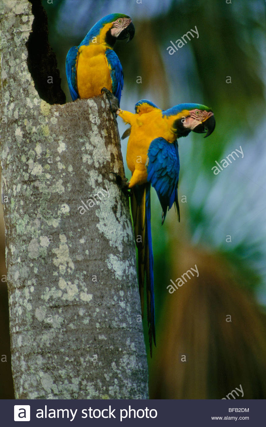 Macaw Palm Trees Stock Photos & Macaw Palm Trees Stock Images - Alamy