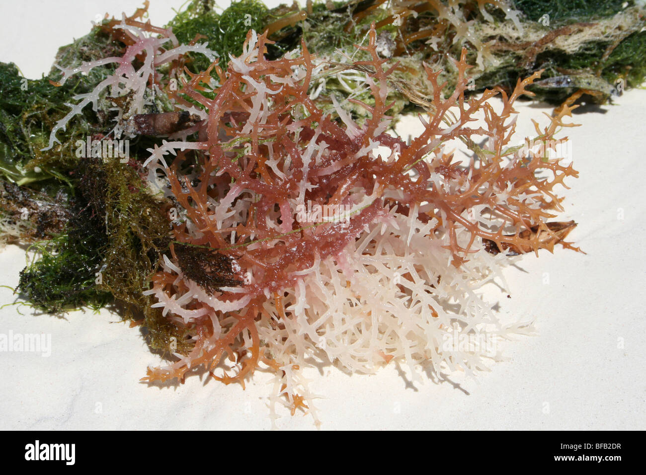 Eucheuma spinosum hi-res stock photography and images - Alamy