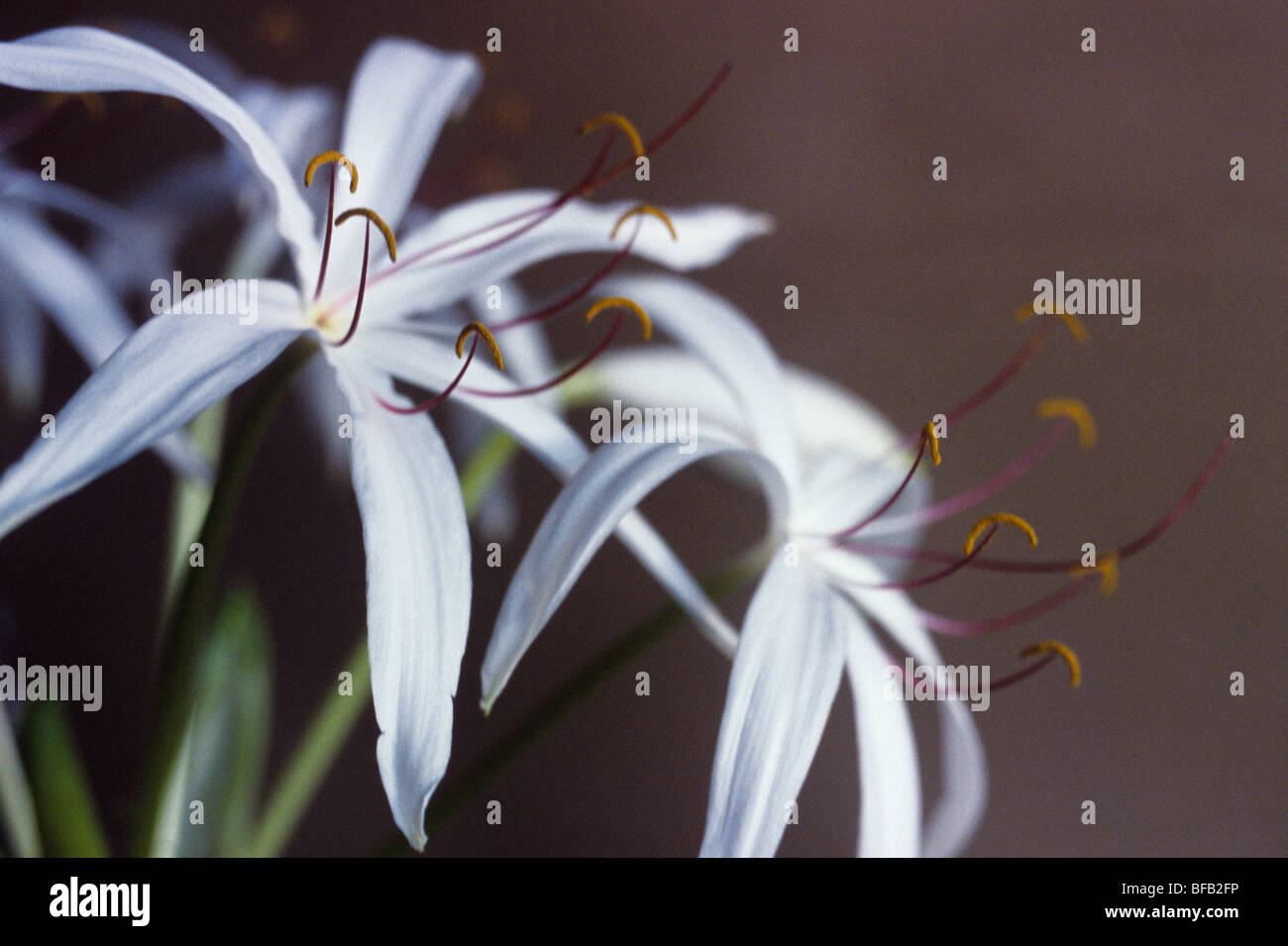 Crinum lily flower Stock Photo - Alamy