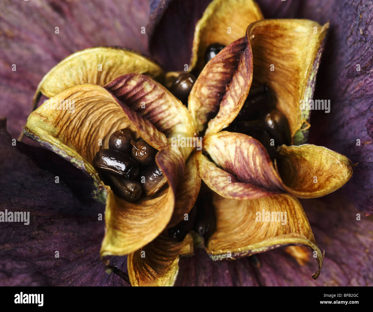 Hellebore seed hi-res stock photography and images - Alamy