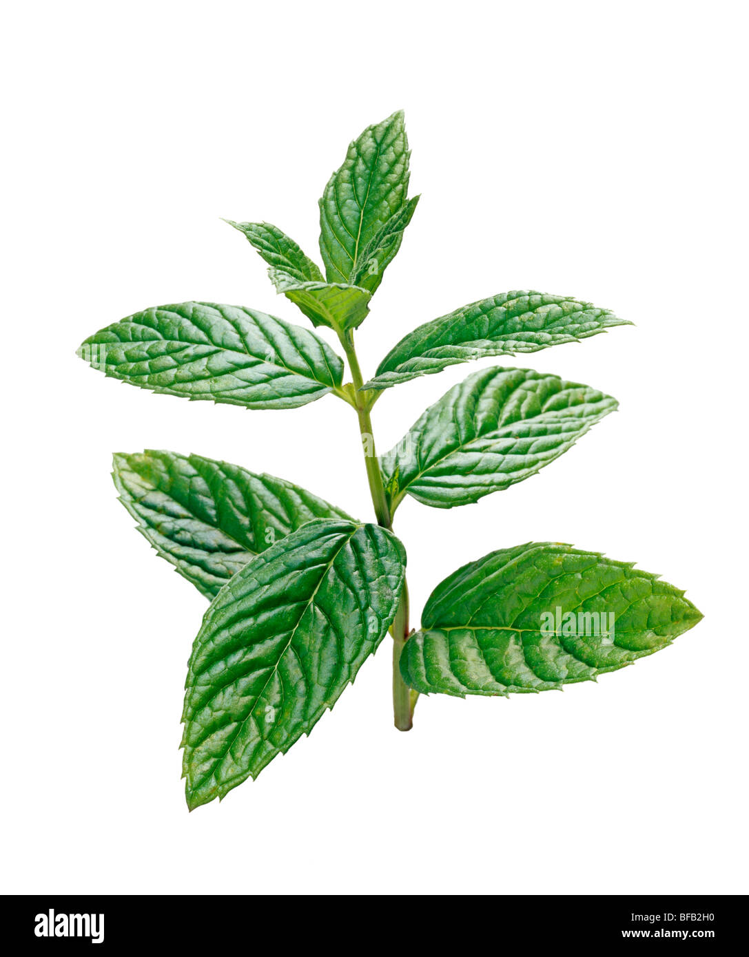 Mentha spicata, Mint, Spearmint Stock Photo - Alamy