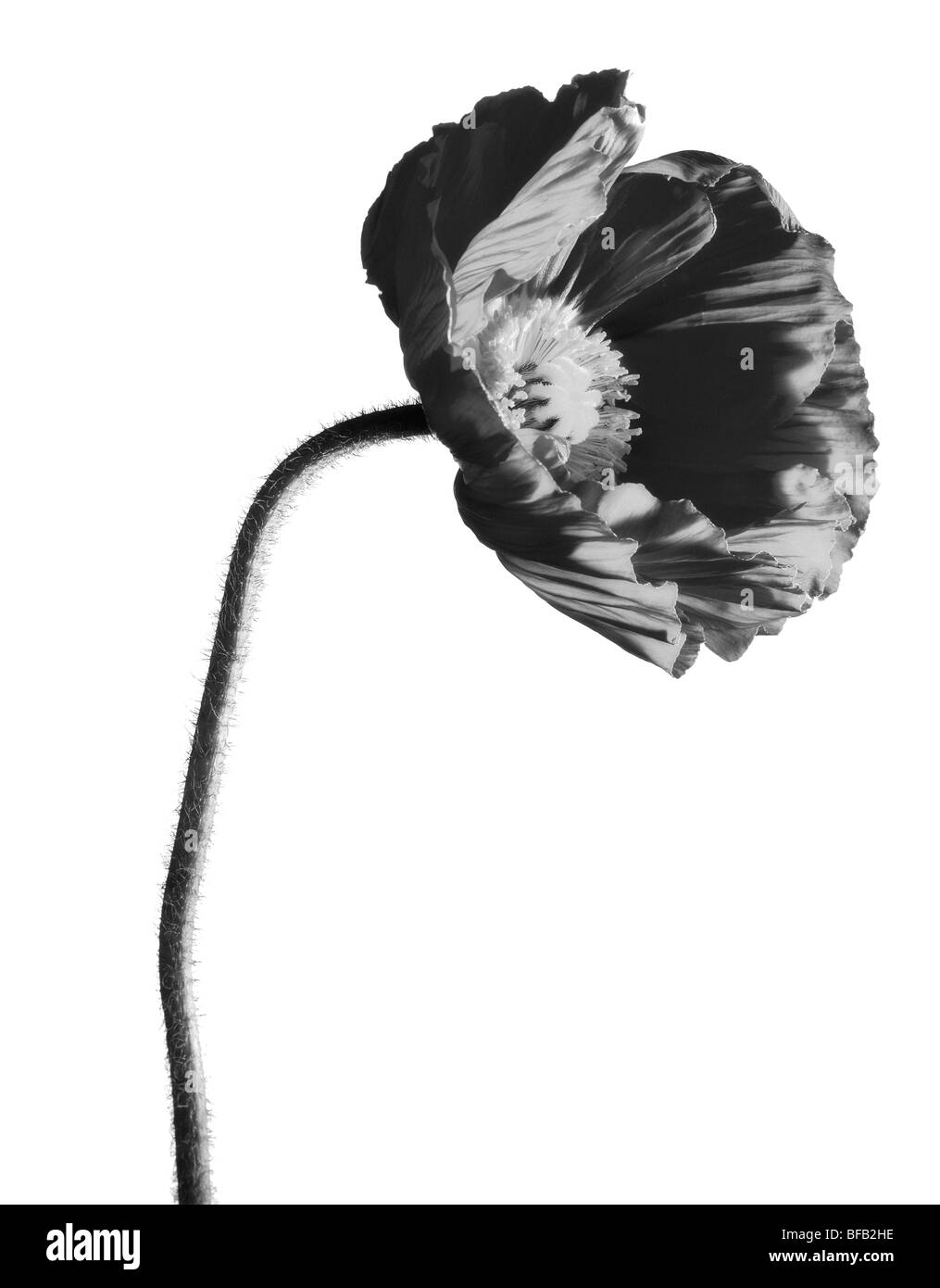 Single poppy on black Cut Out Stock Images & Pictures - Alamy