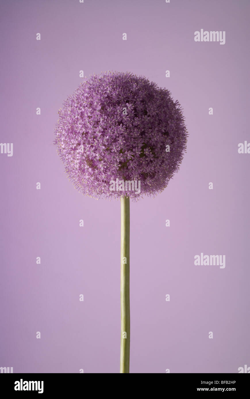 Globe shaped flowers hi-res stock photography and images - Alamy