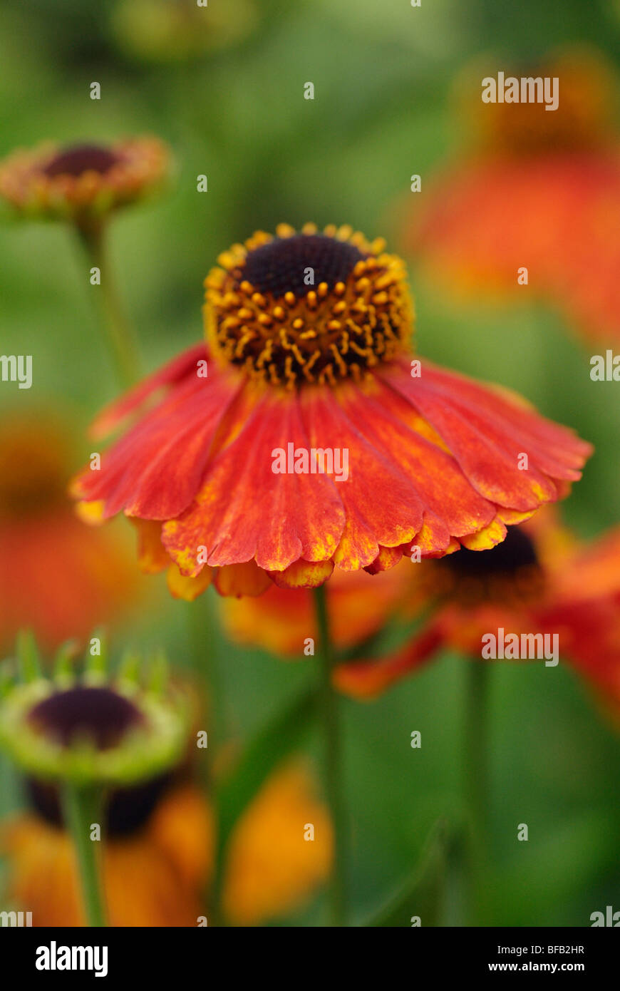 Helenium 'Indian Summer', Helen's flower, Sneezeweed Stock Photo - Alamy