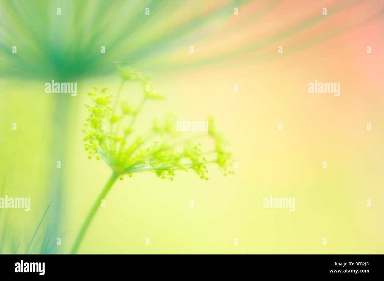 Anethum graveolens, Dill plant herb, Yellow umbel shape flower head ...