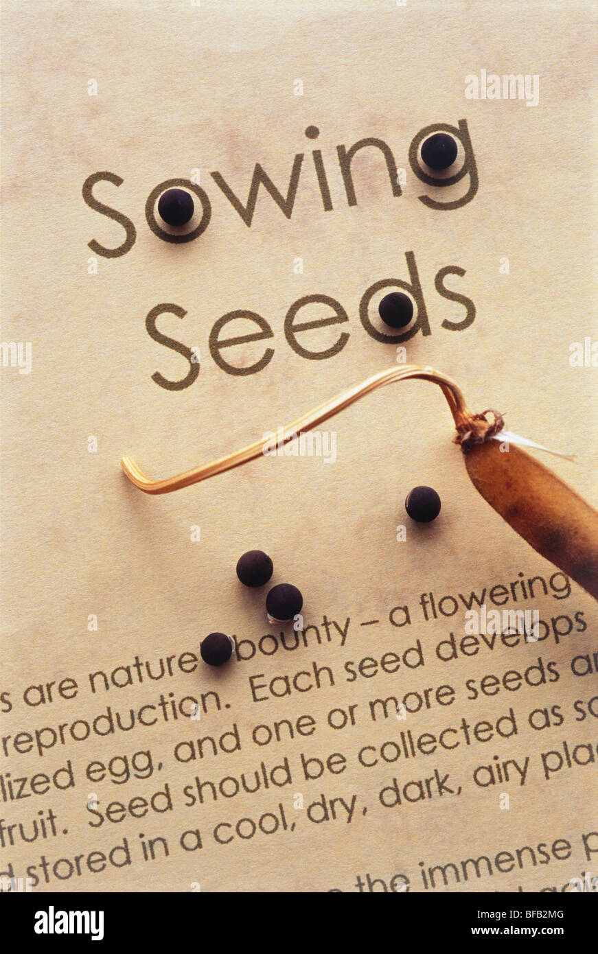 Lathyrus seeds hi-res stock photography and images - Alamy